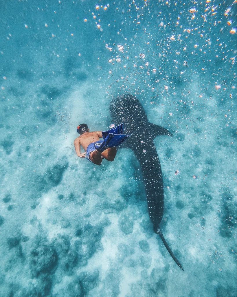 Swim With Whale Sharks In Vilamendhoo Island Resort & Spa | Blog
