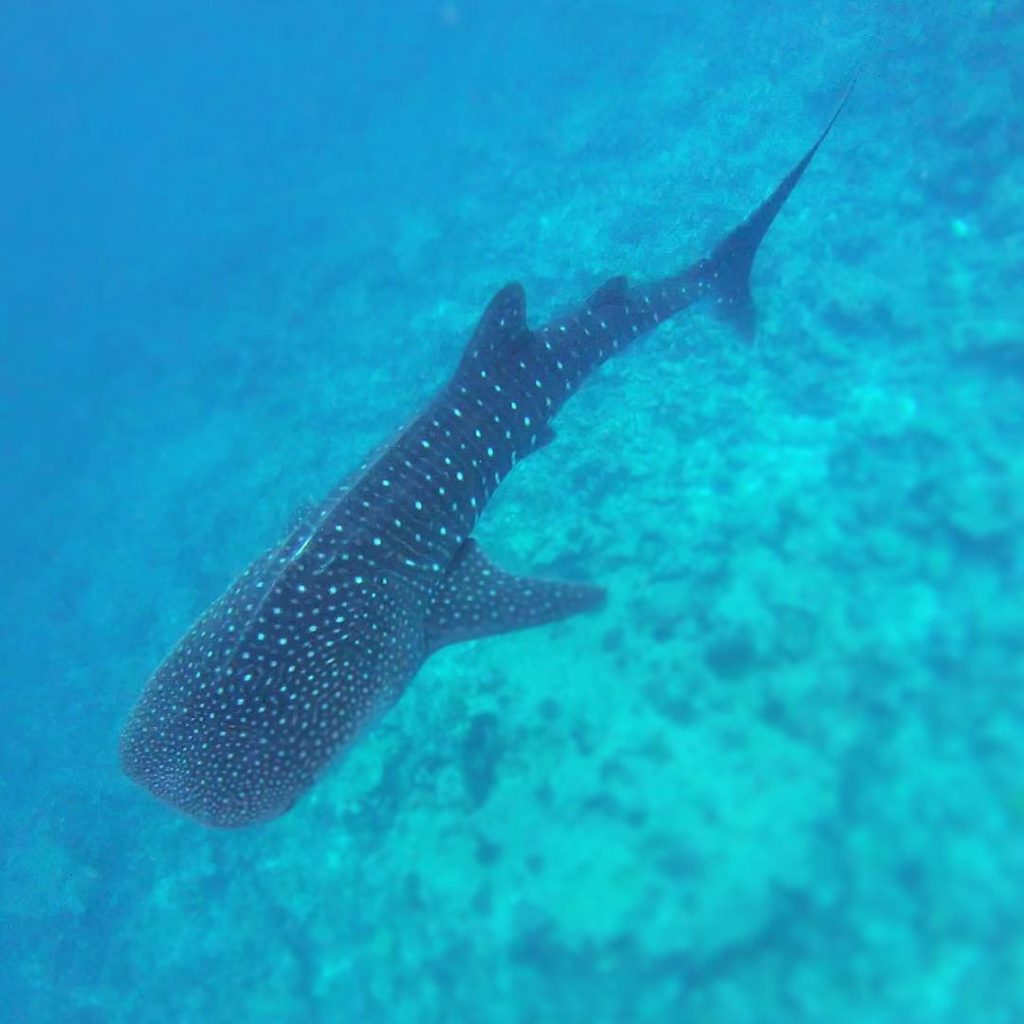 Swim With Whale Sharks In Vilamendhoo Island Resort & Spa | Blog